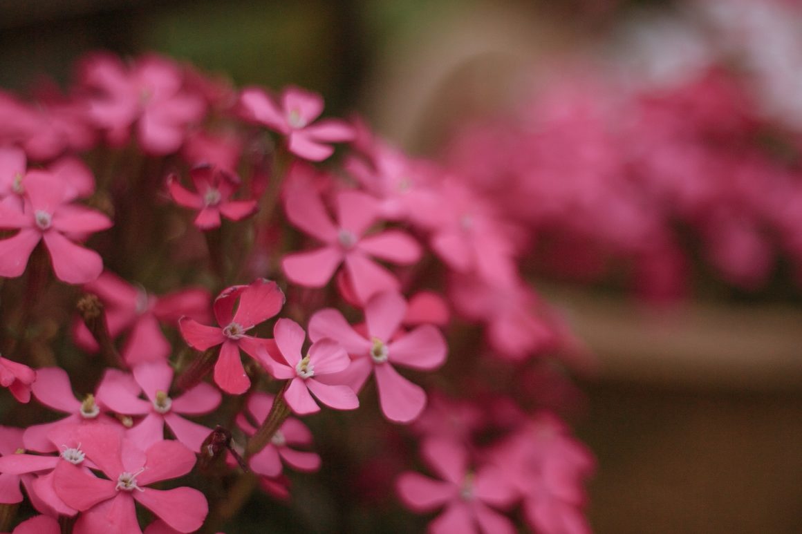 Latest News & Gardening Tips – Bi-Water Farm